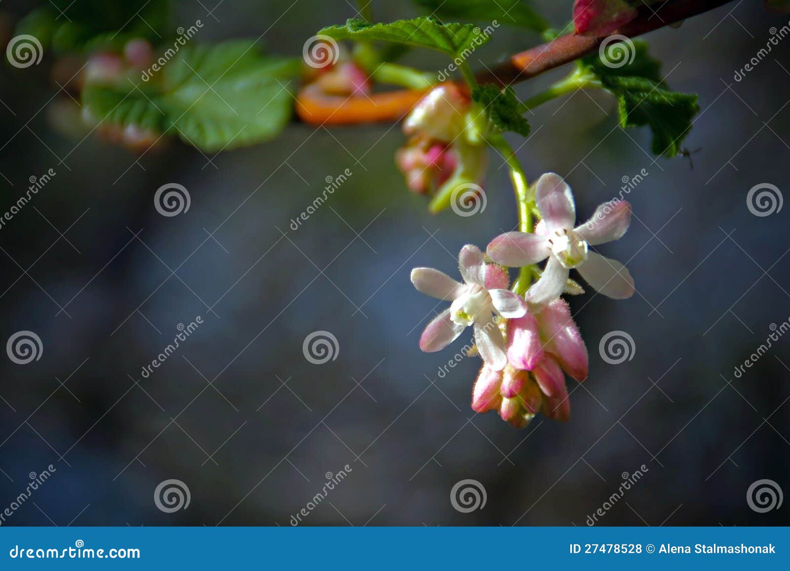 Blossom of the bushes stock photo. Image of fresh, tree - 27478528