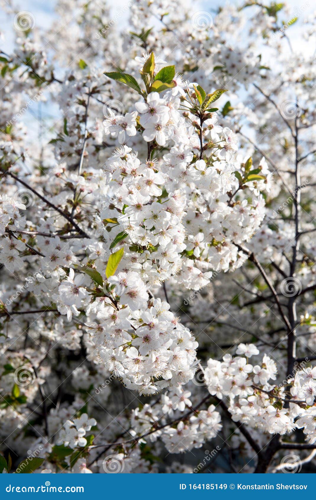 Blossom of cherry orchard stock image. Image of spring - 164185149
