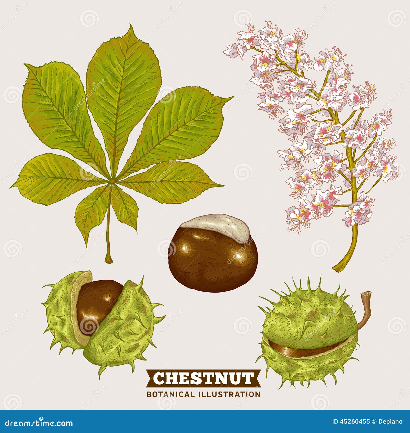 Blossom Chestnut Botanical Vector Illustration Stock Vector ...