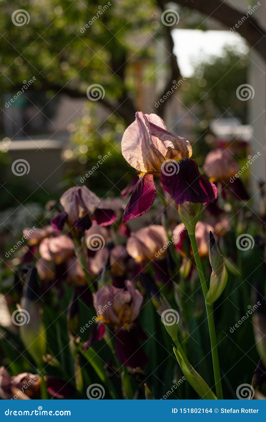 Blossom of a Colorful Iris in Spring Stock Photo - Image of color ...