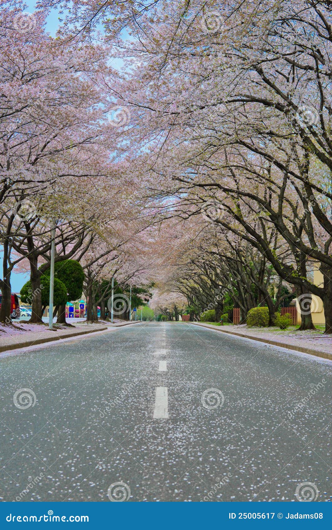Blossom covered street. stock image. Image of ground - 25005617