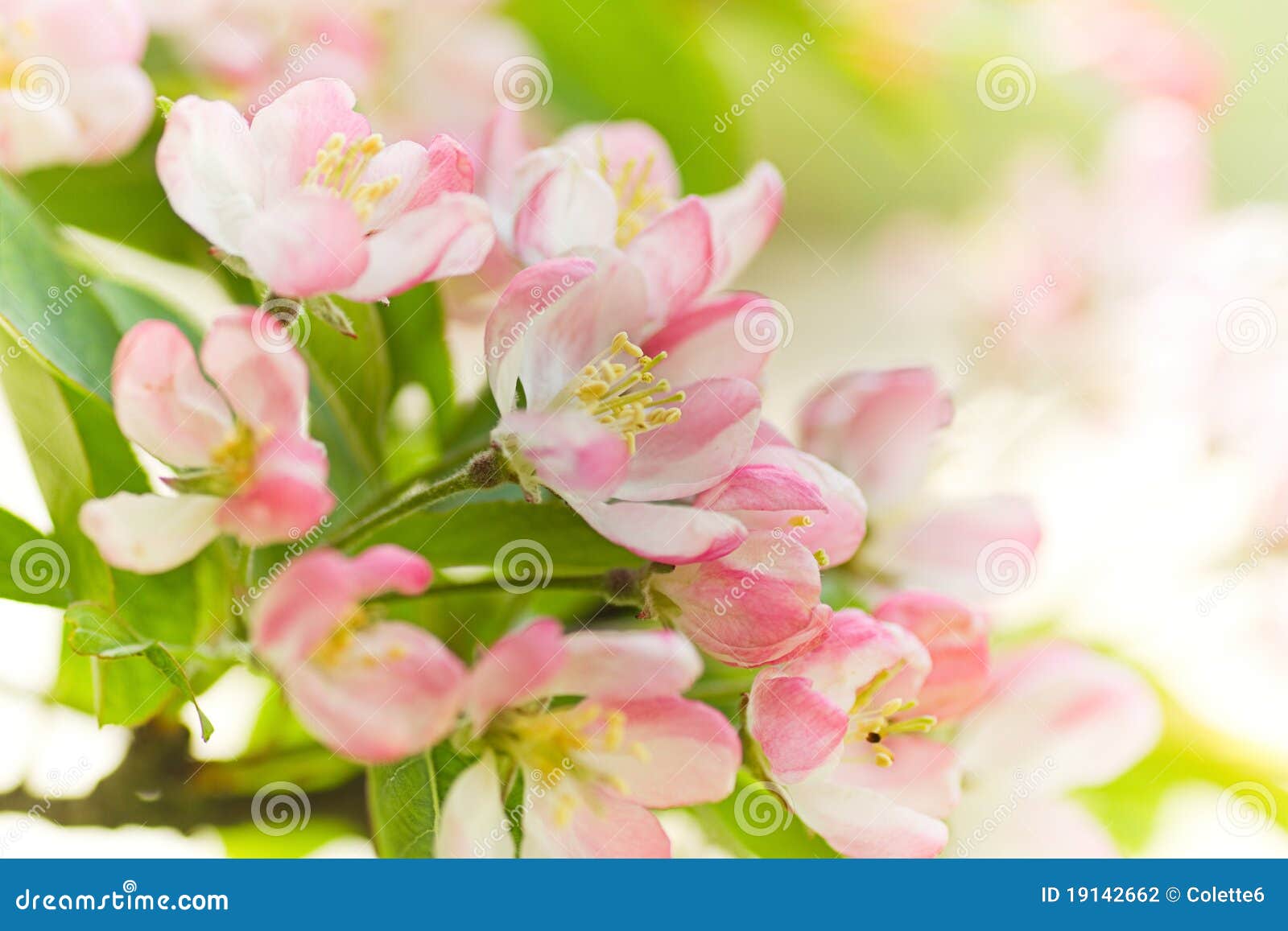 Malus Red Sentinel Flower Stock Photos - Free & Royalty-Free Stock ...