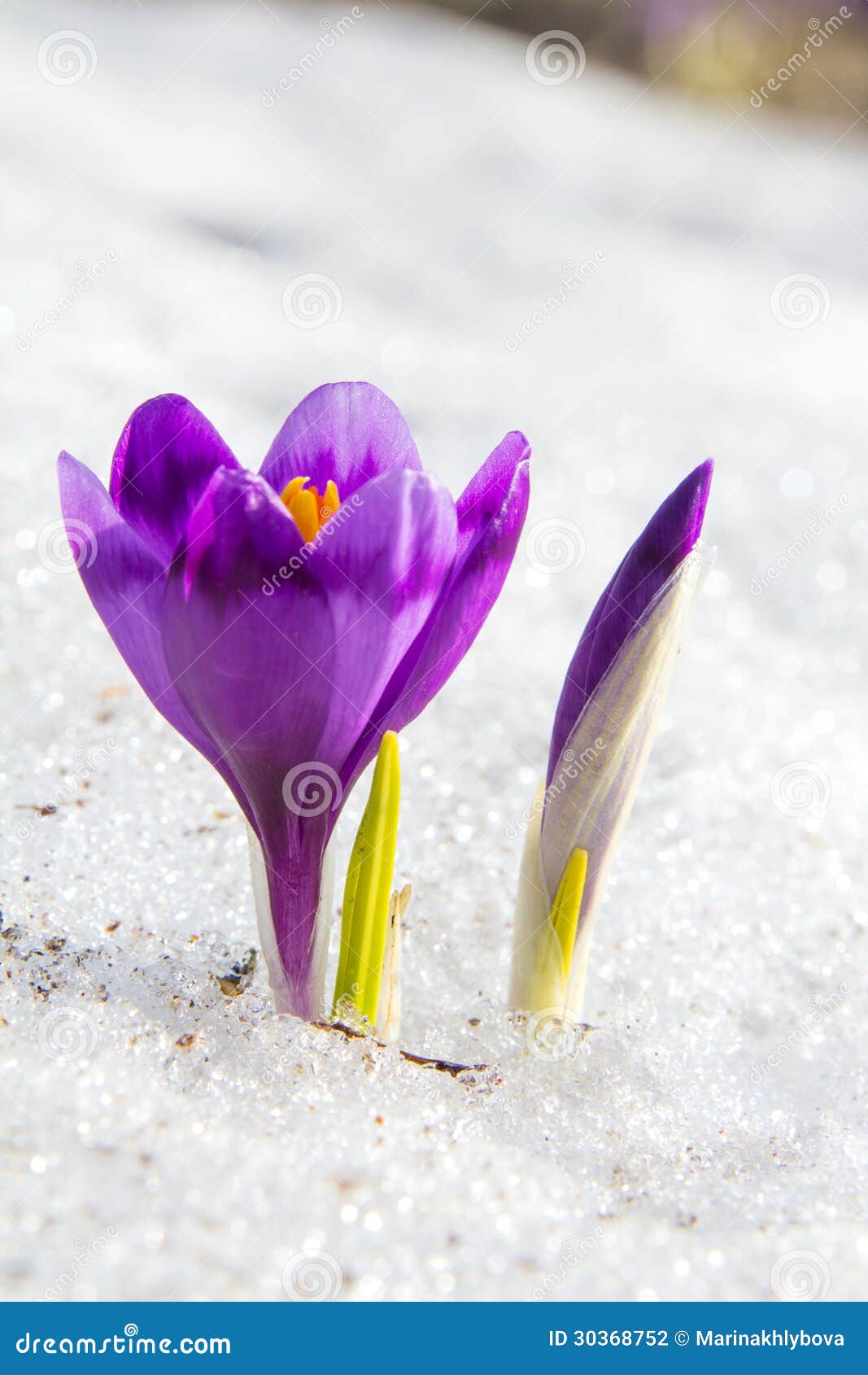 Blossom crocus and bud stock photo. Image of spring, saffron - 30368752