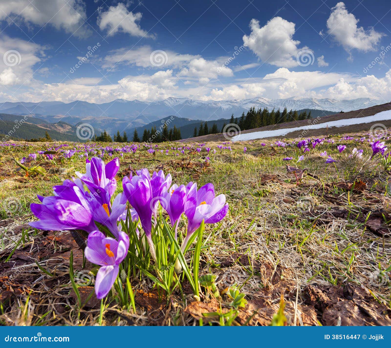 Blossom of Crocuses at Spring Stock Image - Image of blooming, herb ...