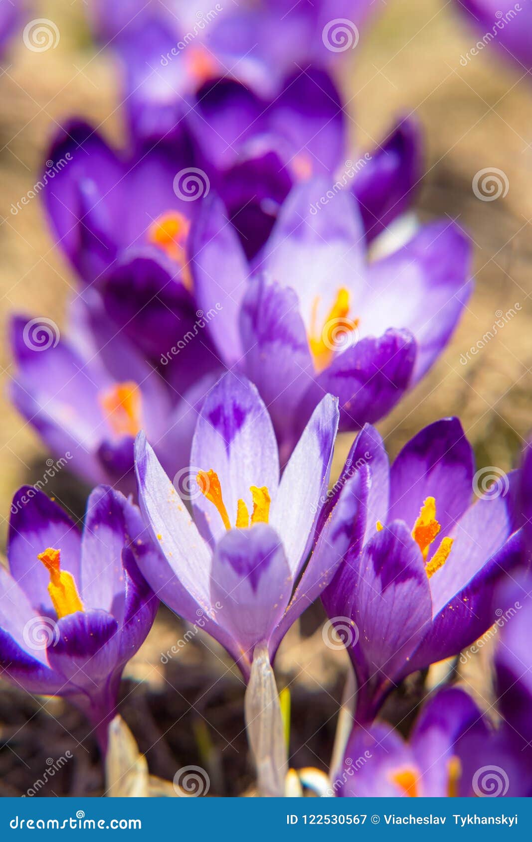 Blossom of Crocuses at Spring in the Mountains Stock Image - Image of ...