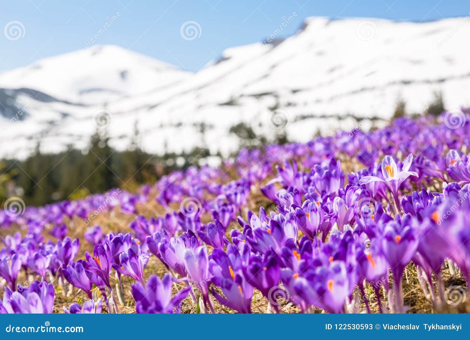 Blossom of Crocuses at Spring in the Mountains Stock Image - Image of ...