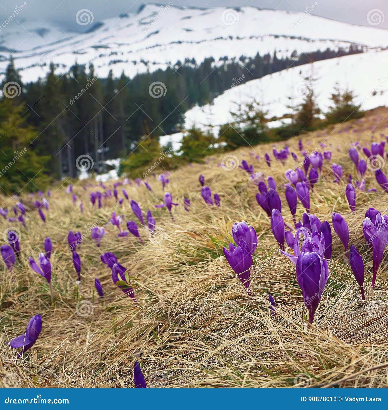 Blossom of Crocuses at Spring in the Mountains Stock Image - Image of ...