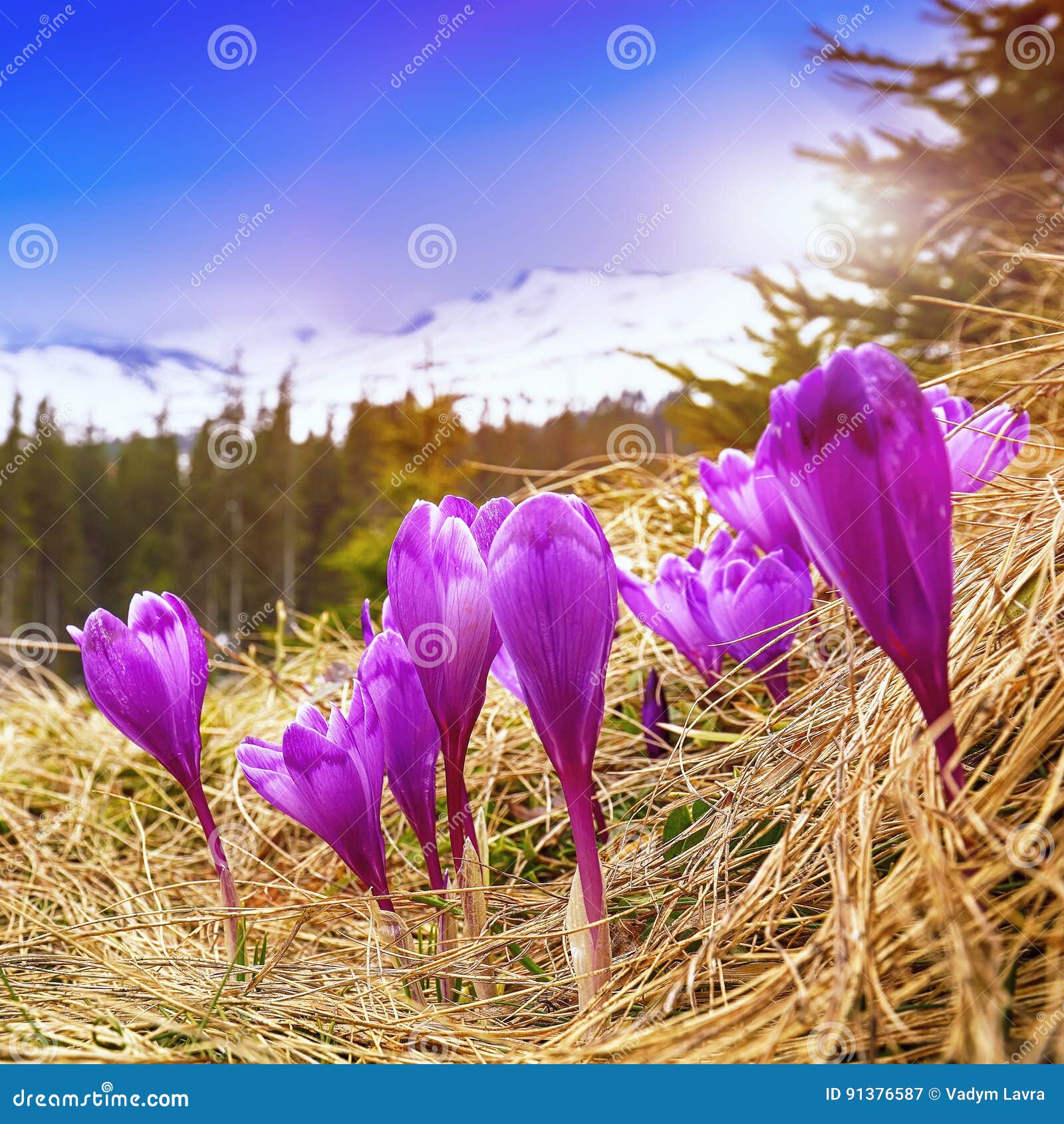 Blossom of Crocuses at Spring in the Mountains Stock Image - Image of ...