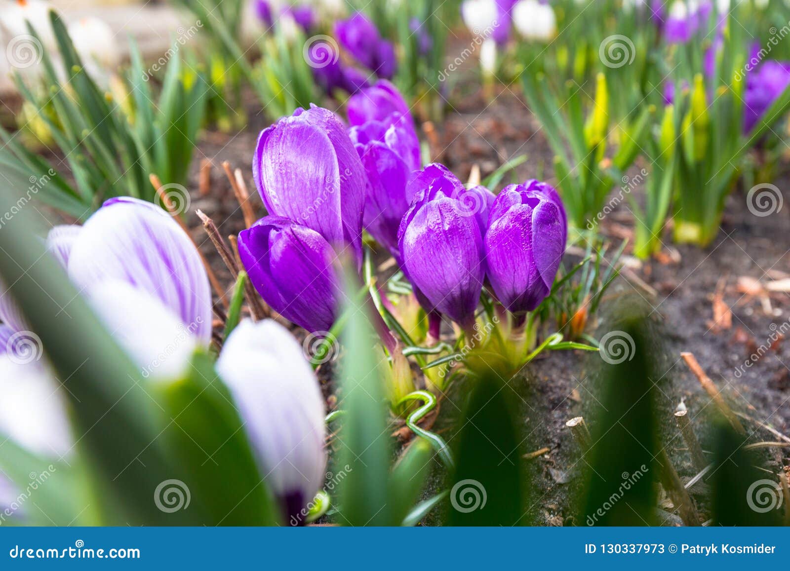 Blossom Field of Crocus Flowers Stock Image - Image of beauty, bunch ...