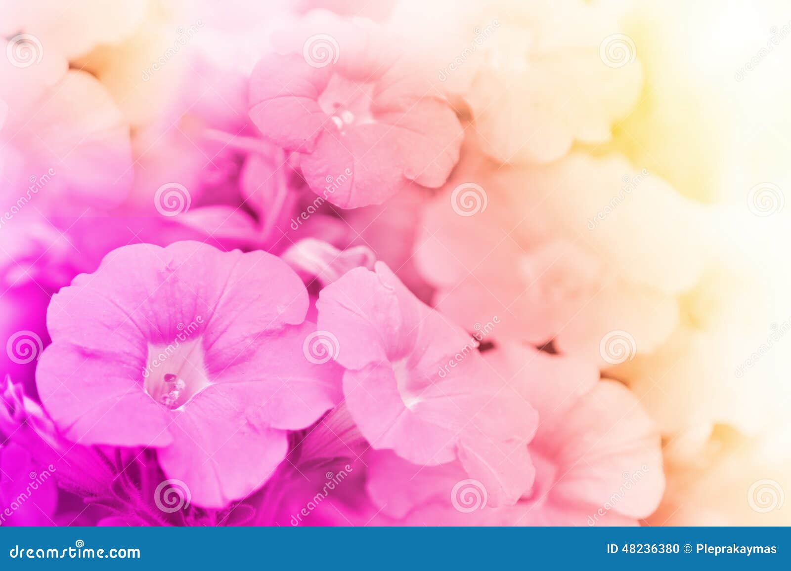 Blossom Flower on Blur Background Stock Photo - Image of purple ...