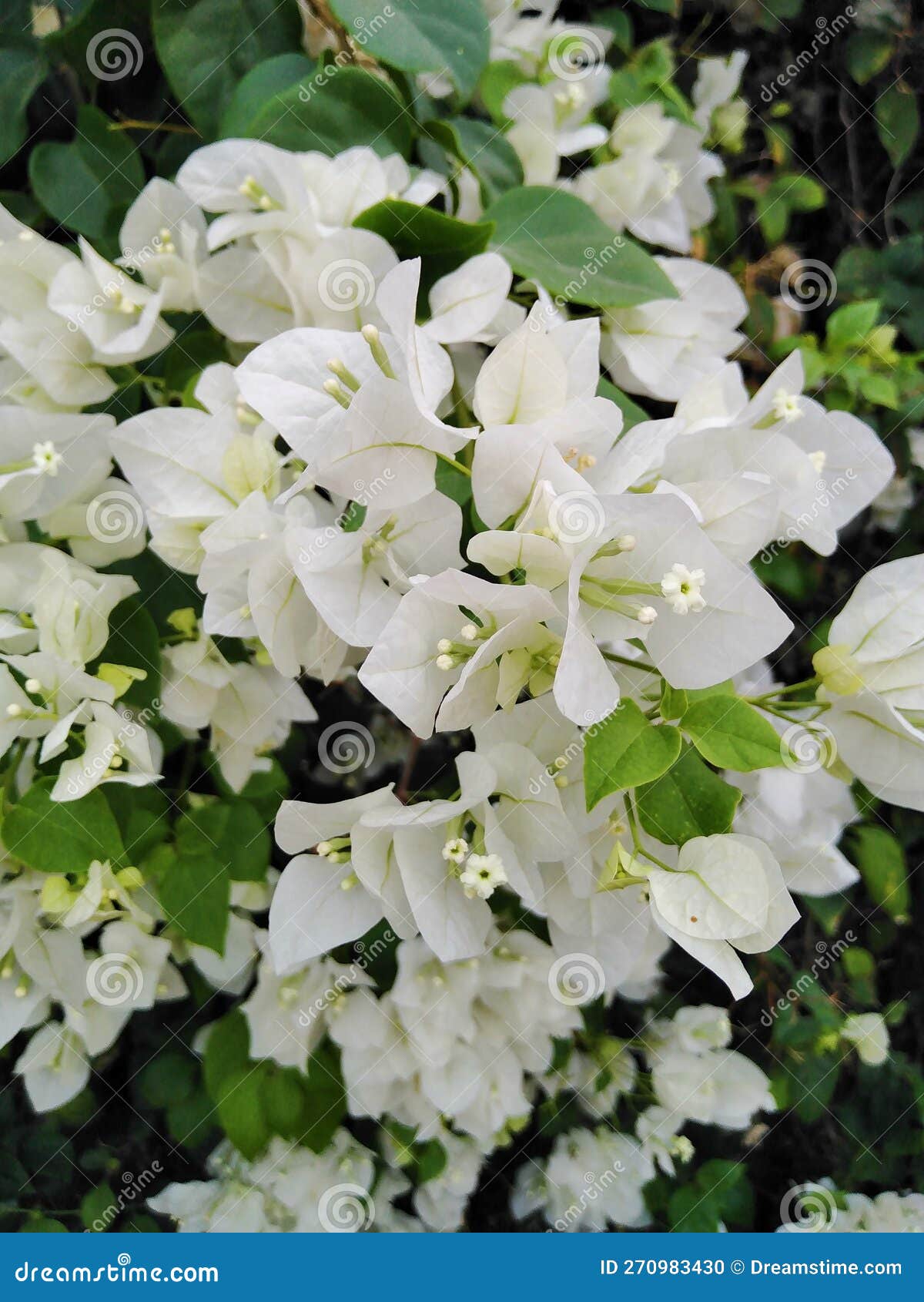Blossom flower boombells stock photo. Image of garden - 270983430
