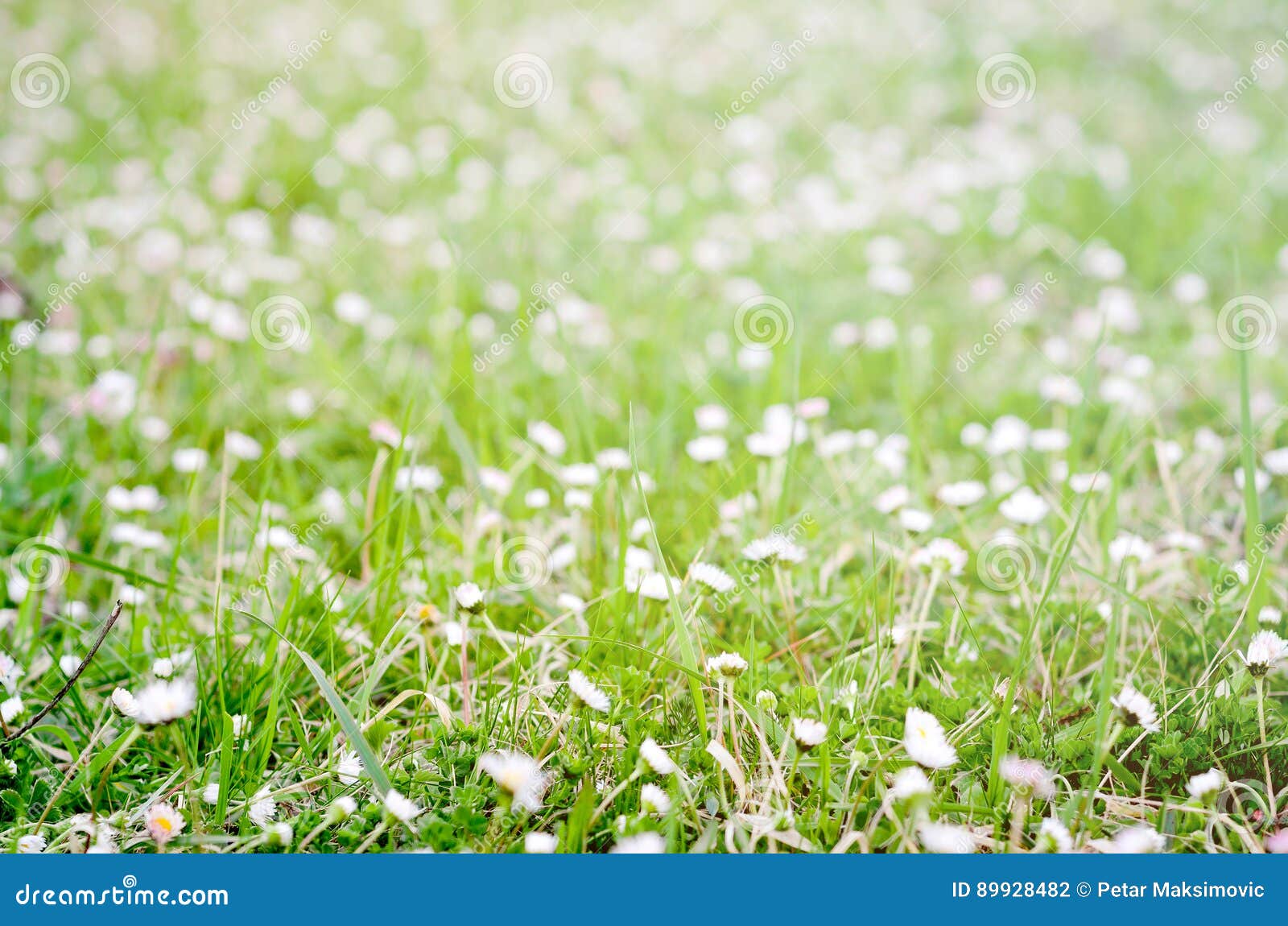 Blossom Flower in the Grass Field in Spring Stock Photo - Image of ...