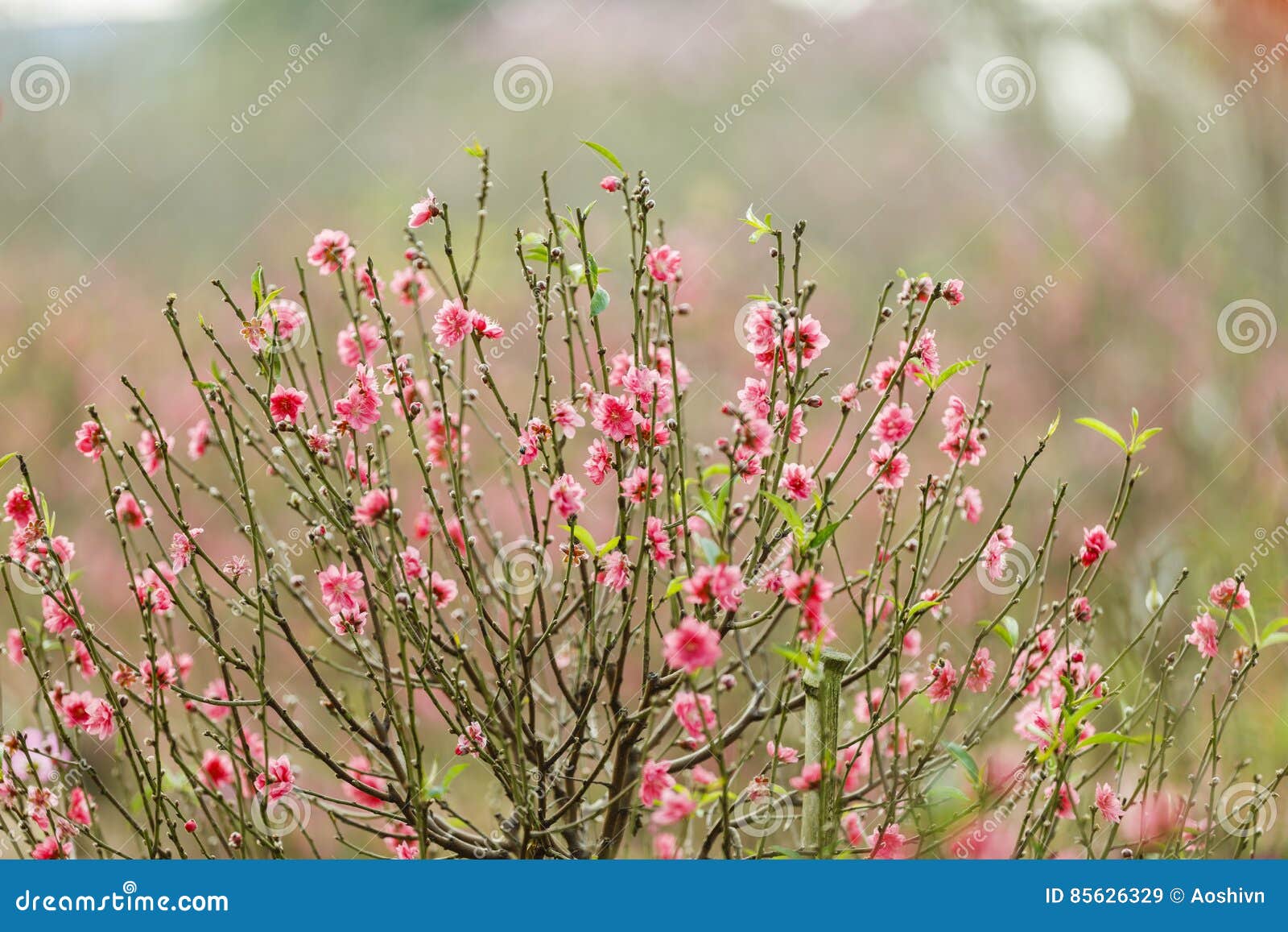 Blossom flower at Hanoi stock image. Image of green, asian - 85626329