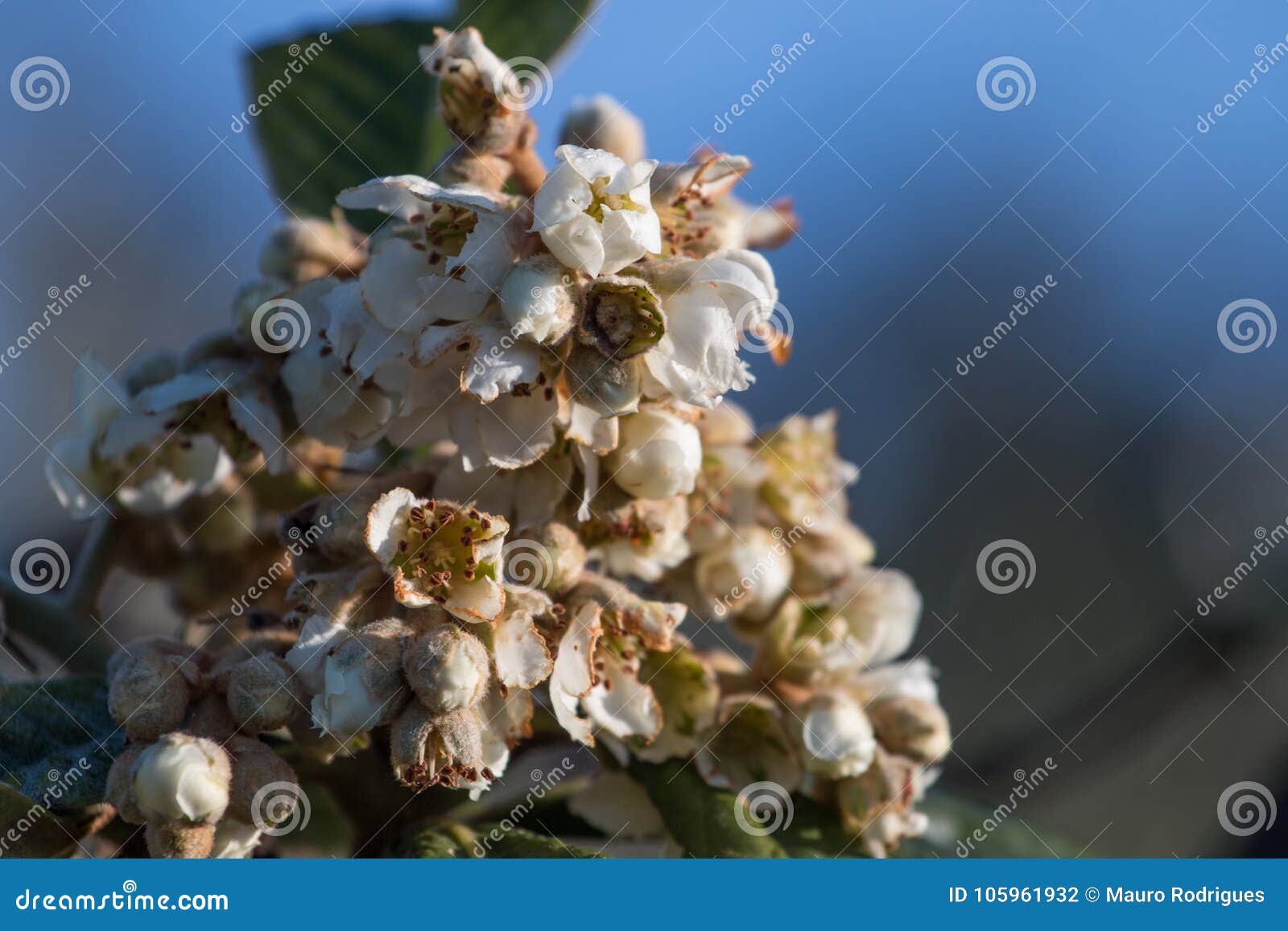 Blossom Flowers of Loquat Tree Stock Photo - Image of outdoor, branch ...