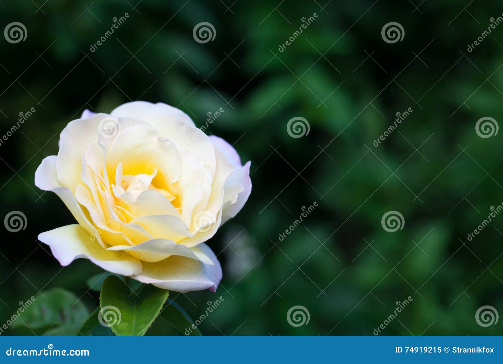 Blossom of Fresh Garden Rose. Selective Focus Stock Image - Image of ...