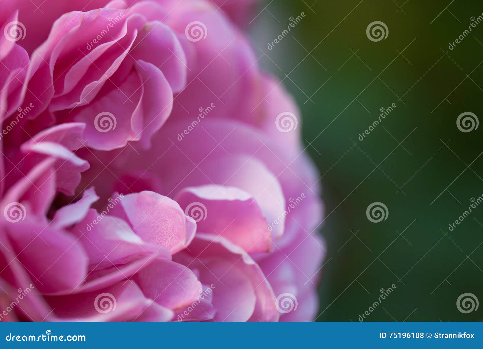 Blossom of Fresh Garden Rose. Selective Focus Stock Photo - Image of ...