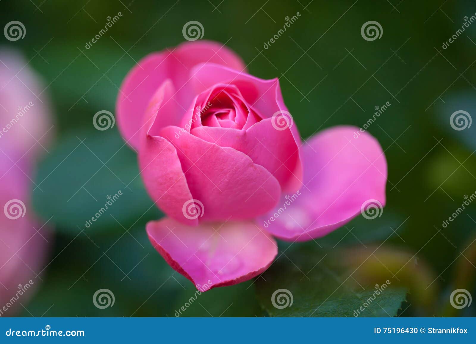 Blossom of Fresh Garden Rose. Selective Focus Stock Photo - Image of ...