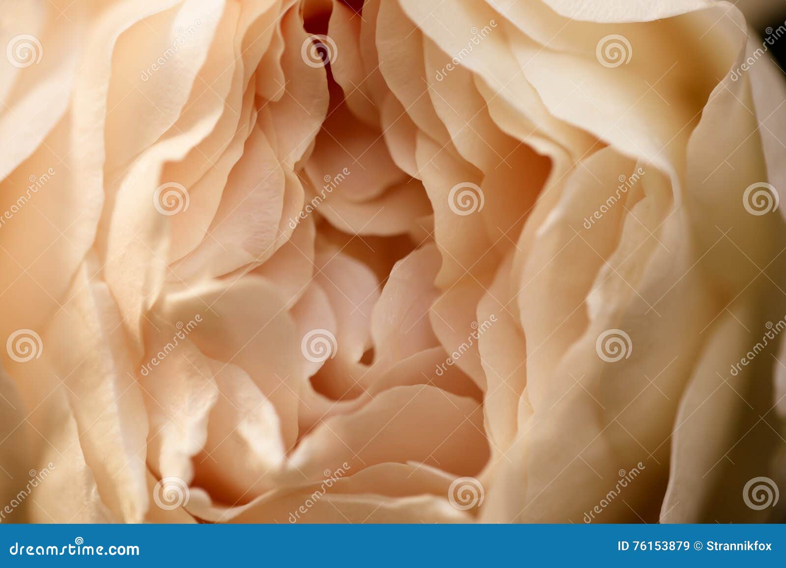 Blossom of Fresh Garden Rose. Selective Focus Stock Image - Image of ...