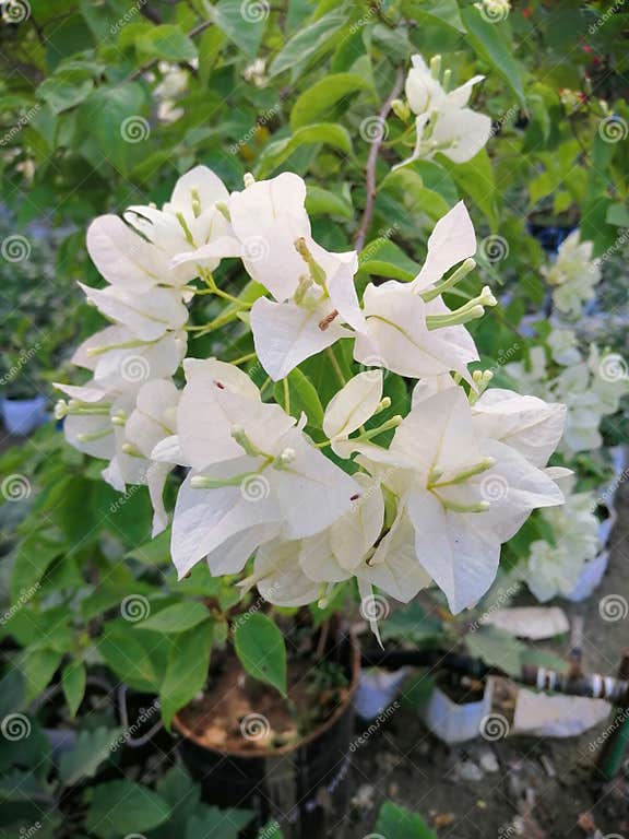 Blossom fruit sp stock image. Image of garden, blossom - 165602023