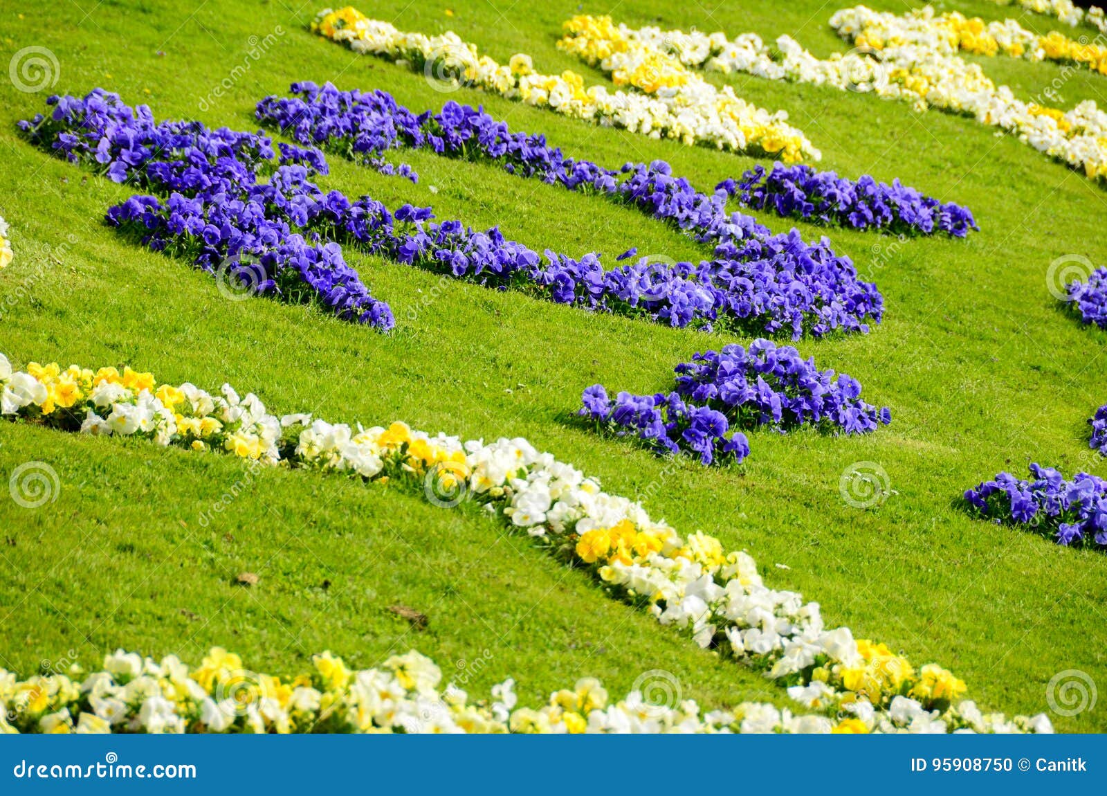 Blossom in gardent stock photo. Image of garden, ground - 95908750
