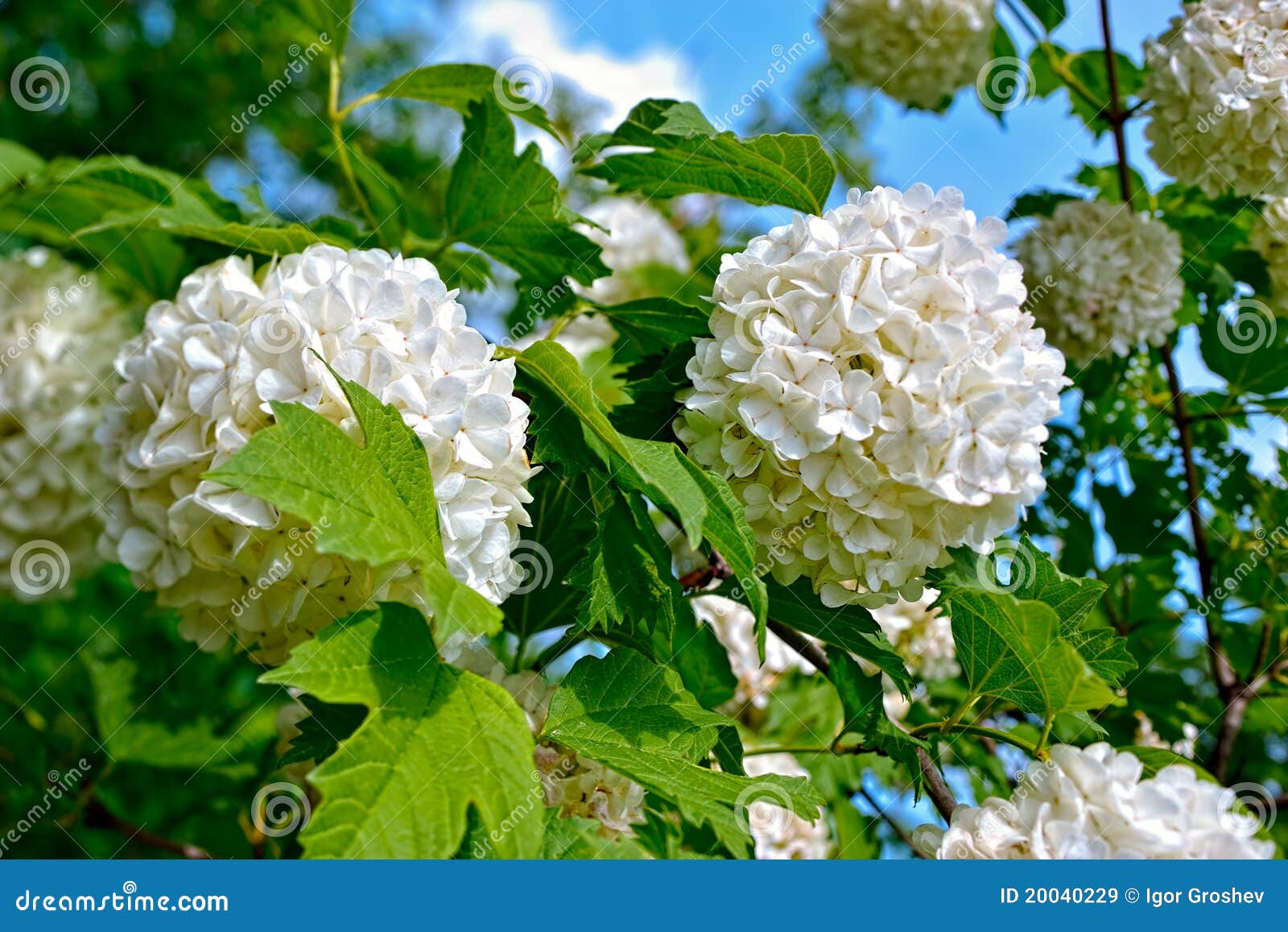 Guelder-rose, Gelderse Roos, Viburnum Opulus Royalty-Free Stock Image ...