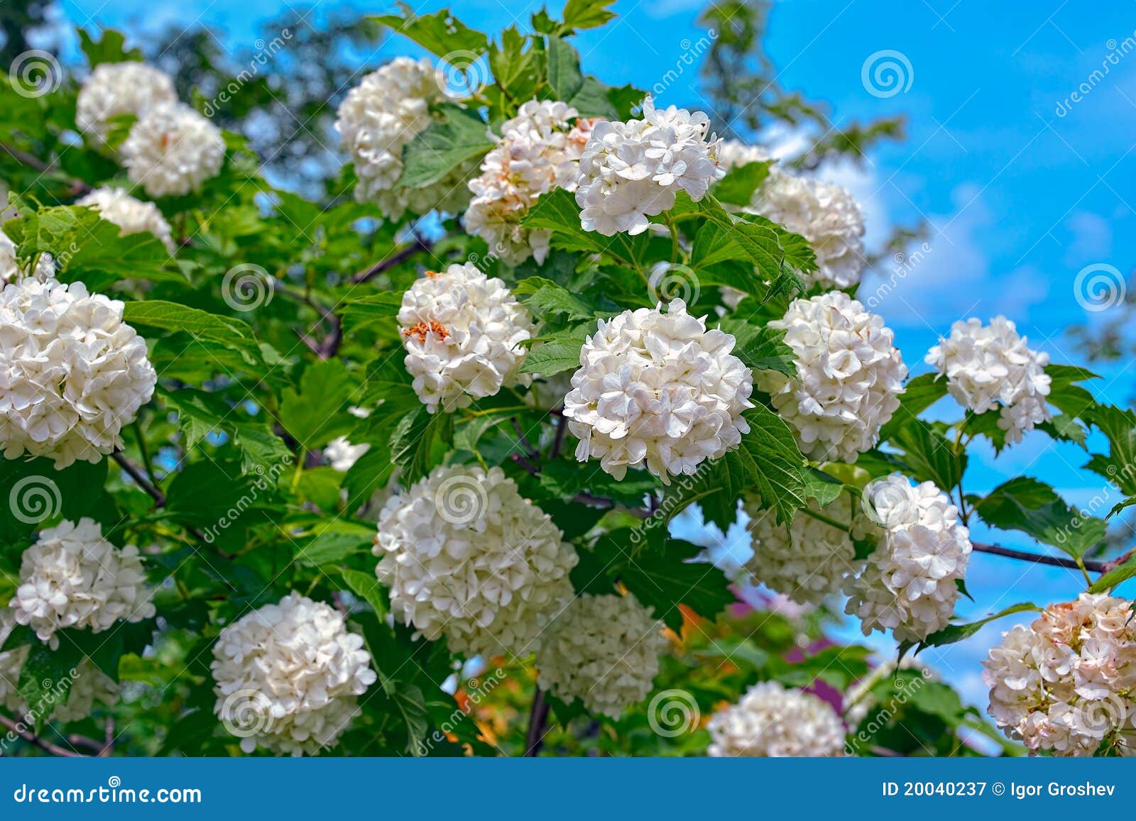 Blossom of guelder rose stock image. Image of copy, formal - 20040237