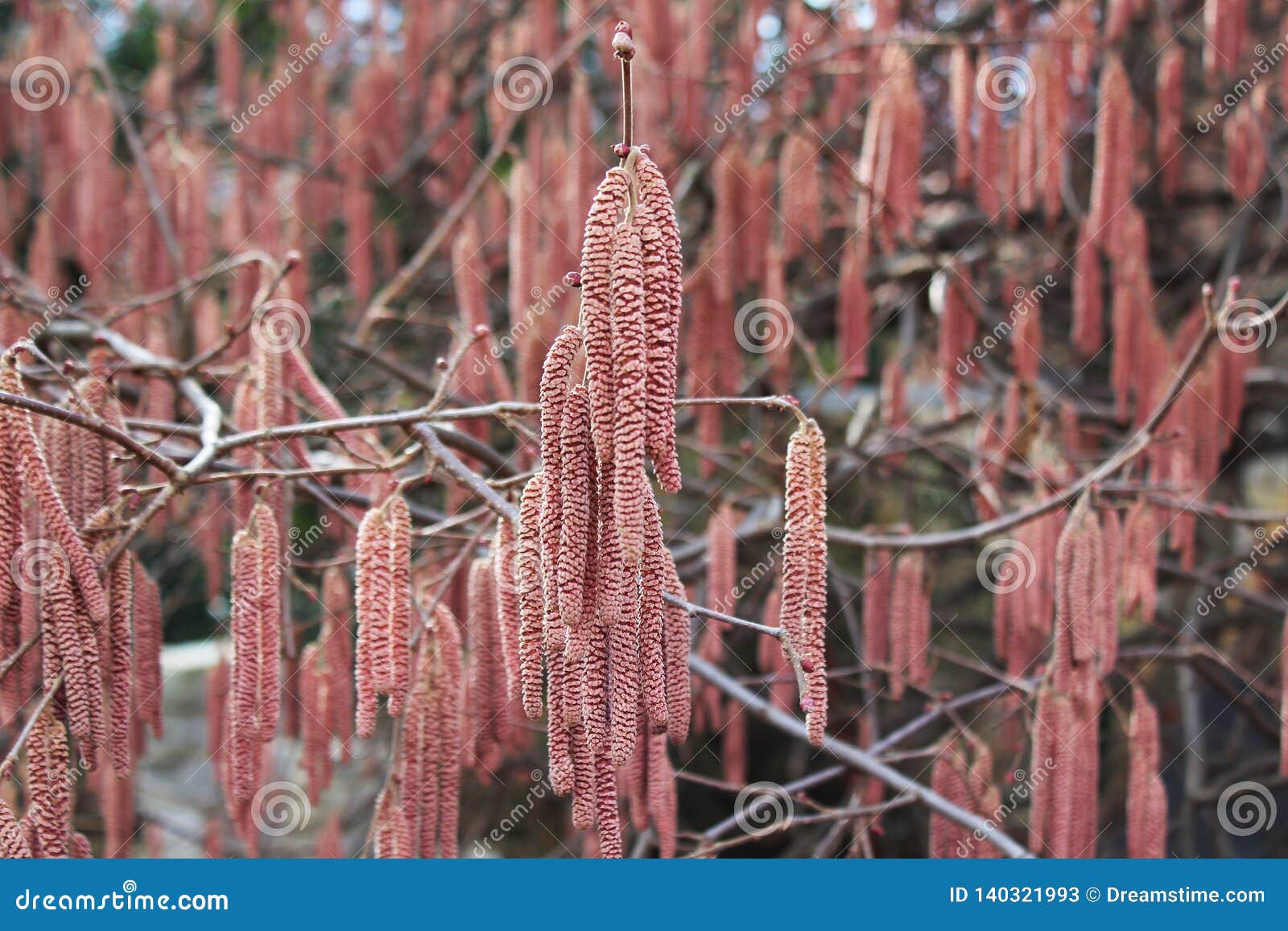 Blossom of hazelnut stock image. Image of filbert, colorful - 140321993