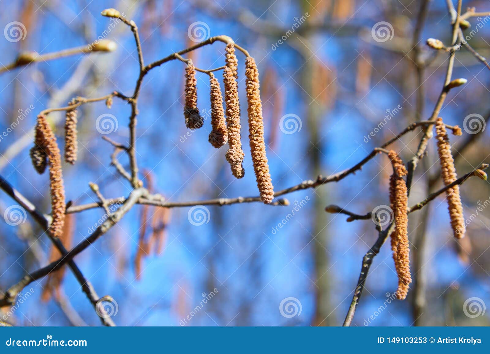 Blossom of Hazelnut Tree Against the Blue Sky. Stock Image - Image of ...