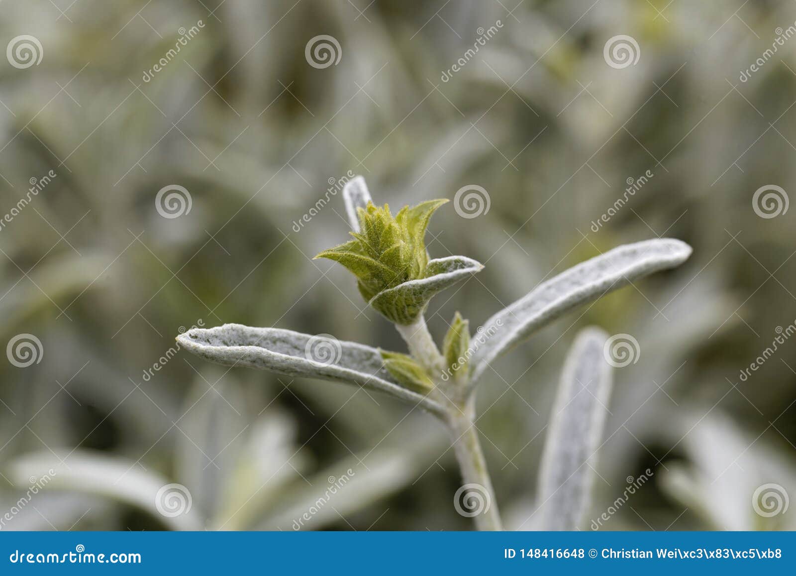 Blossom of an Ironwort, Sideritis Syriaca Stock Photo - Image of herb ...