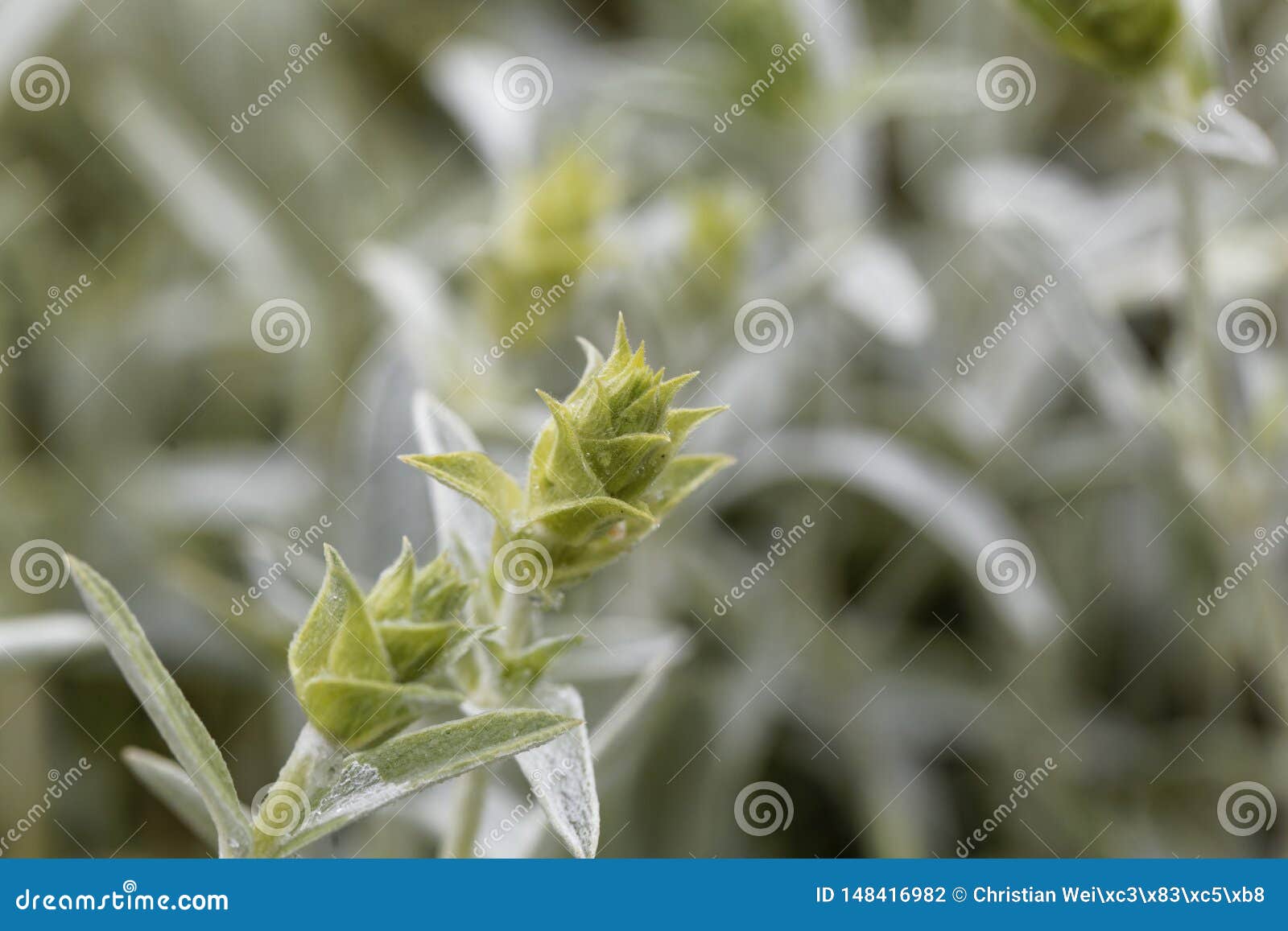 Blossom of an Ironwort, Sideritis Syriaca Stock Photo - Image of garden ...