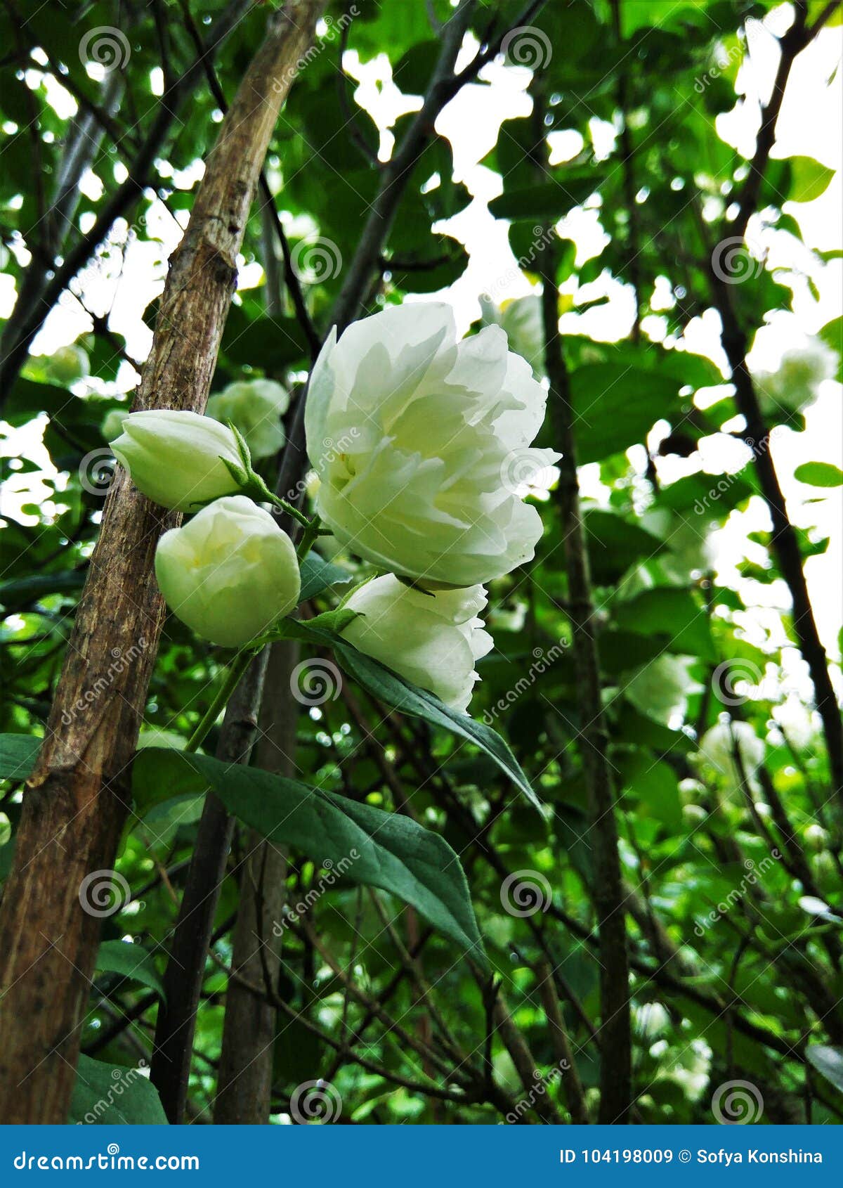 Jasmine Tree Stock Image | CartoonDealer.com #48476935