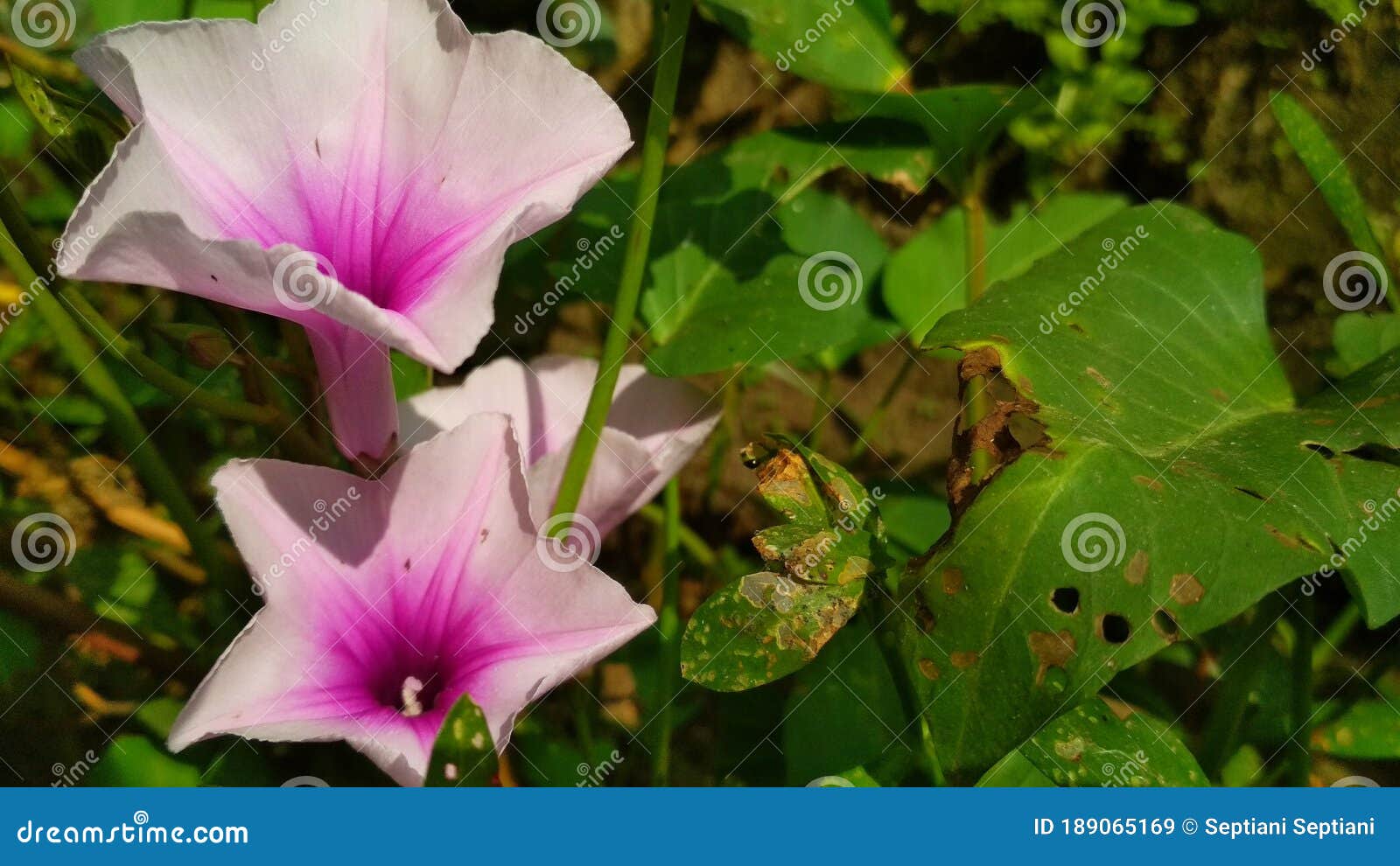 Blossom kale flower stock image. Image of wildflower - 189065169