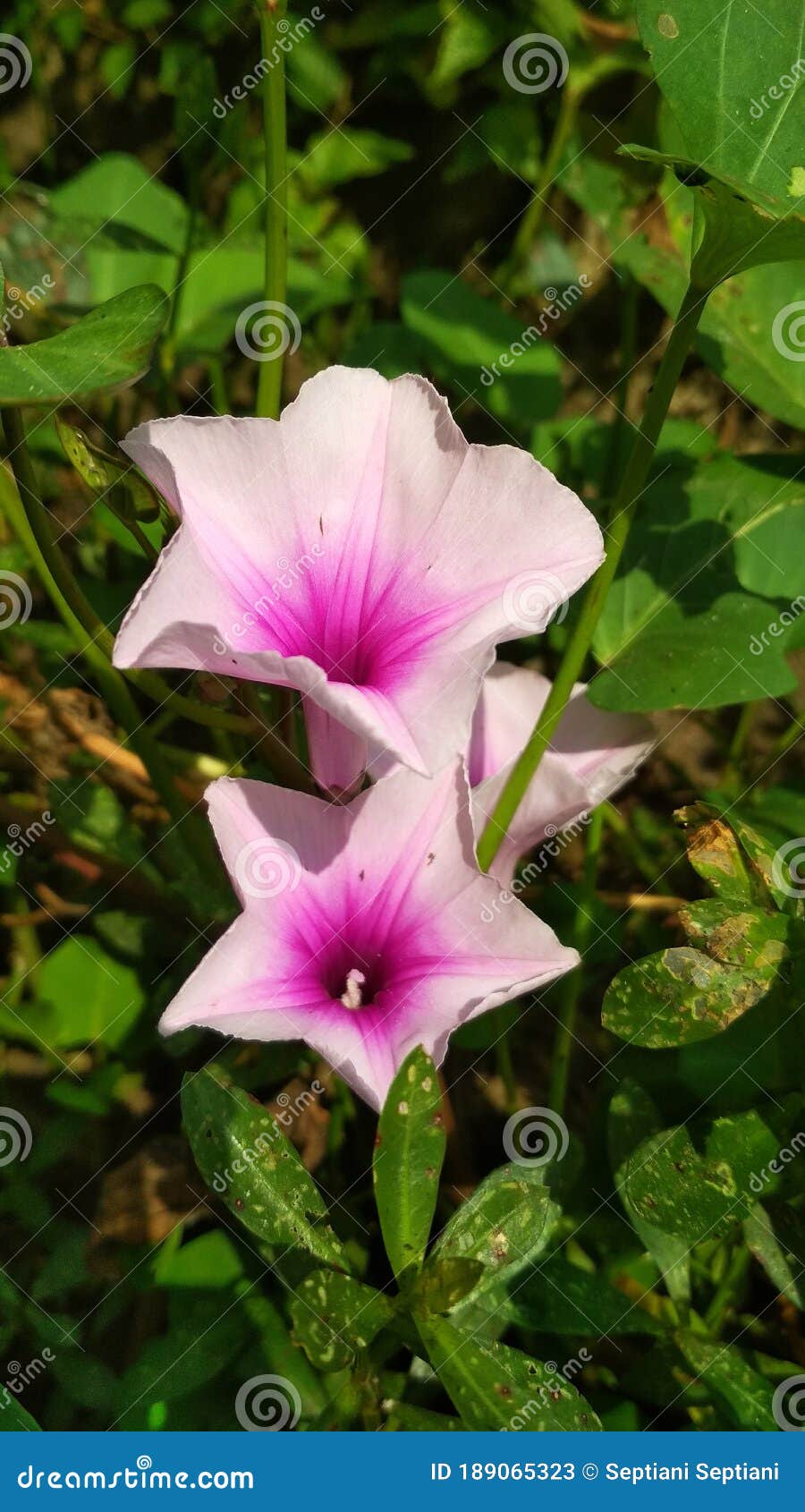 Blossom kale flower stock image. Image of leaf, petal - 189065323