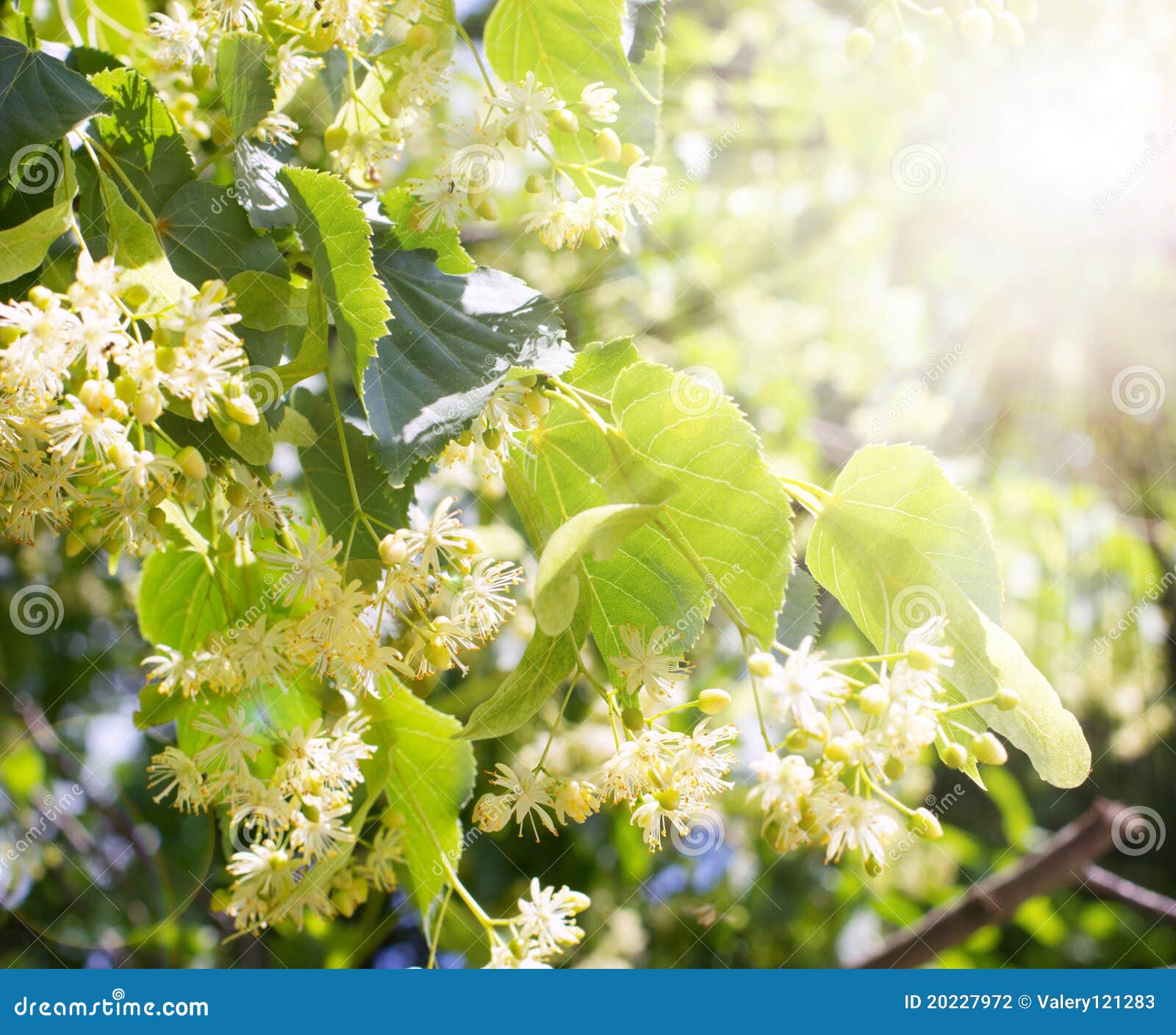 Blossom linden stock photo. Image of macro, grouth, beam - 20227972