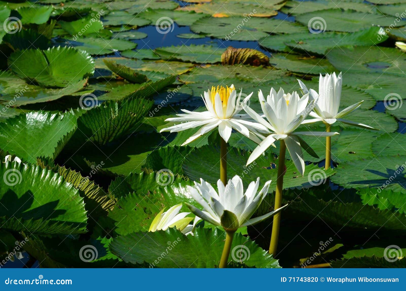 Blossom lotus field stock photo. Image of sunrise, field - 71743820