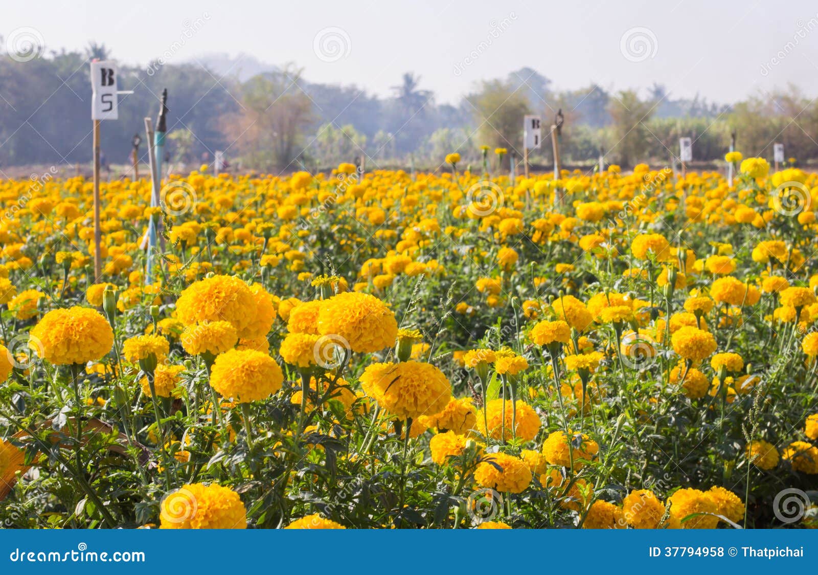 Blossom of Marigold flower stock photo. Image of flora - 37794958