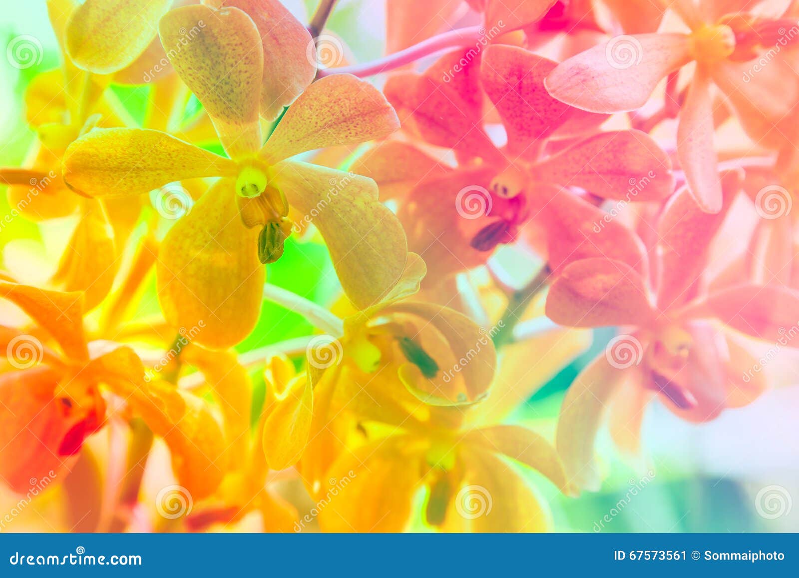 Blossom Orange Vanda Orchids Stock Image - Image of thailand, plant ...