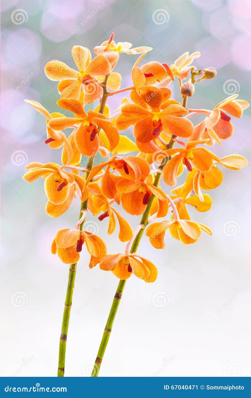 Blossom Orange Vanda Orchids Stock Image - Image of flower, beautiful ...