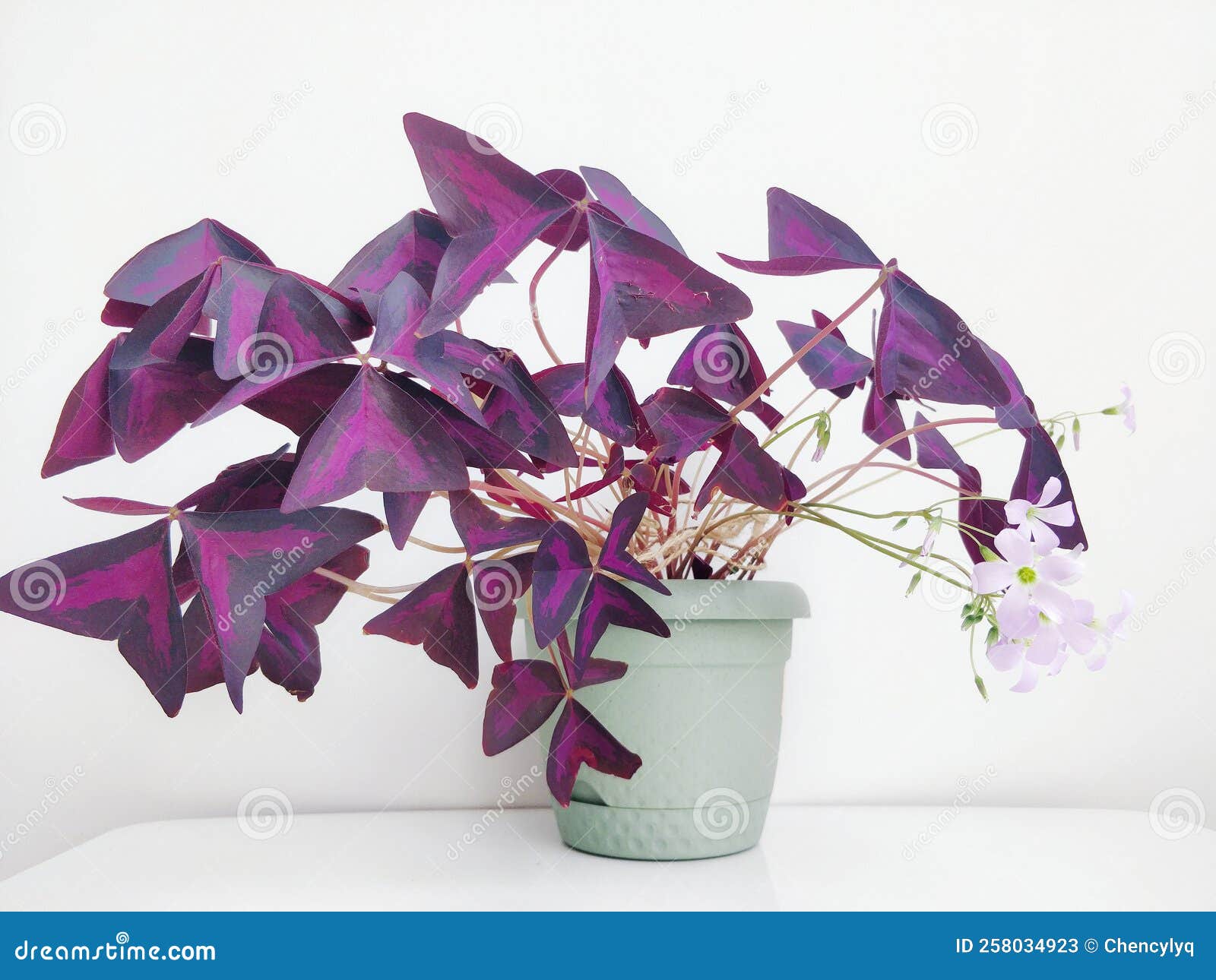 Blossom Oxalis Triangularis in Green Flower Pot Stock Image - Image of ...