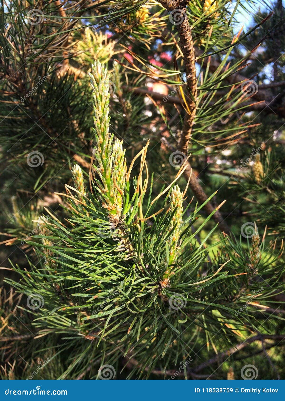 Blossom pine tree stock image. Image of tree, forest - 118538759