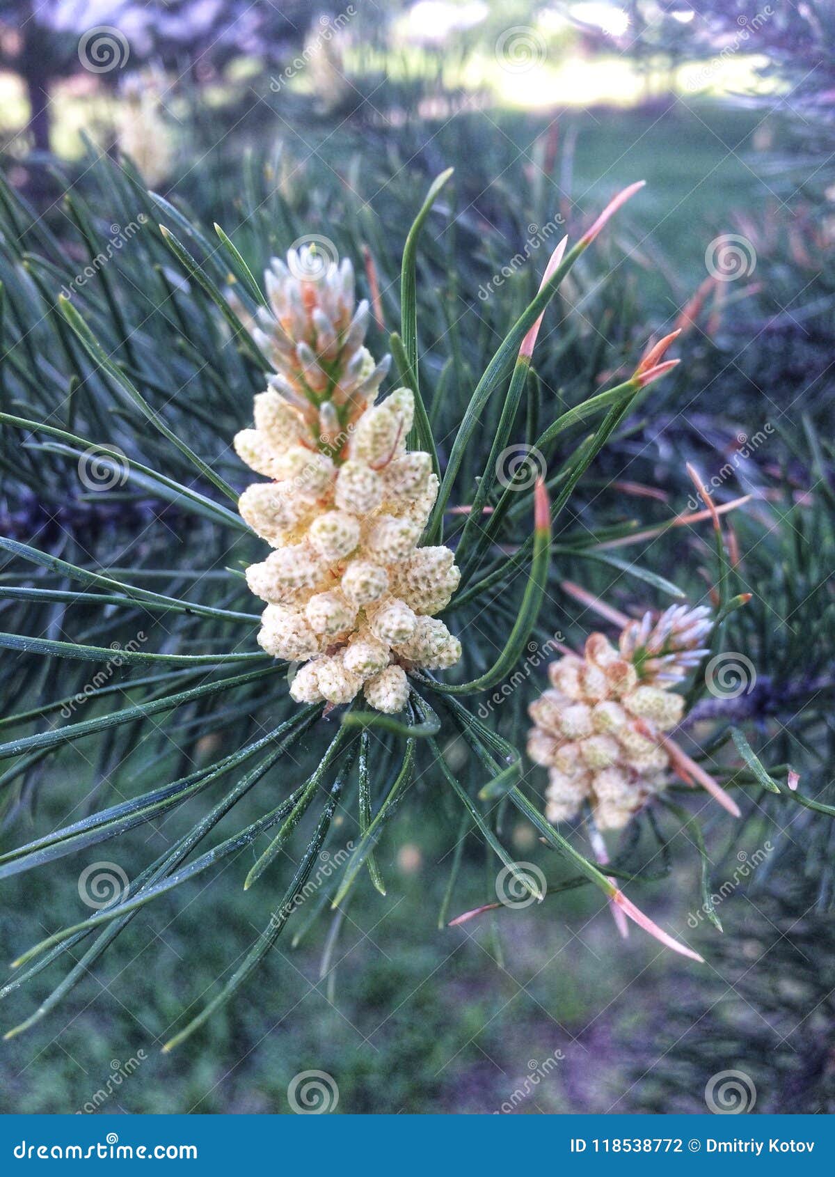 Blossom pine tree stock photo. Image of blossom, plants - 118538772