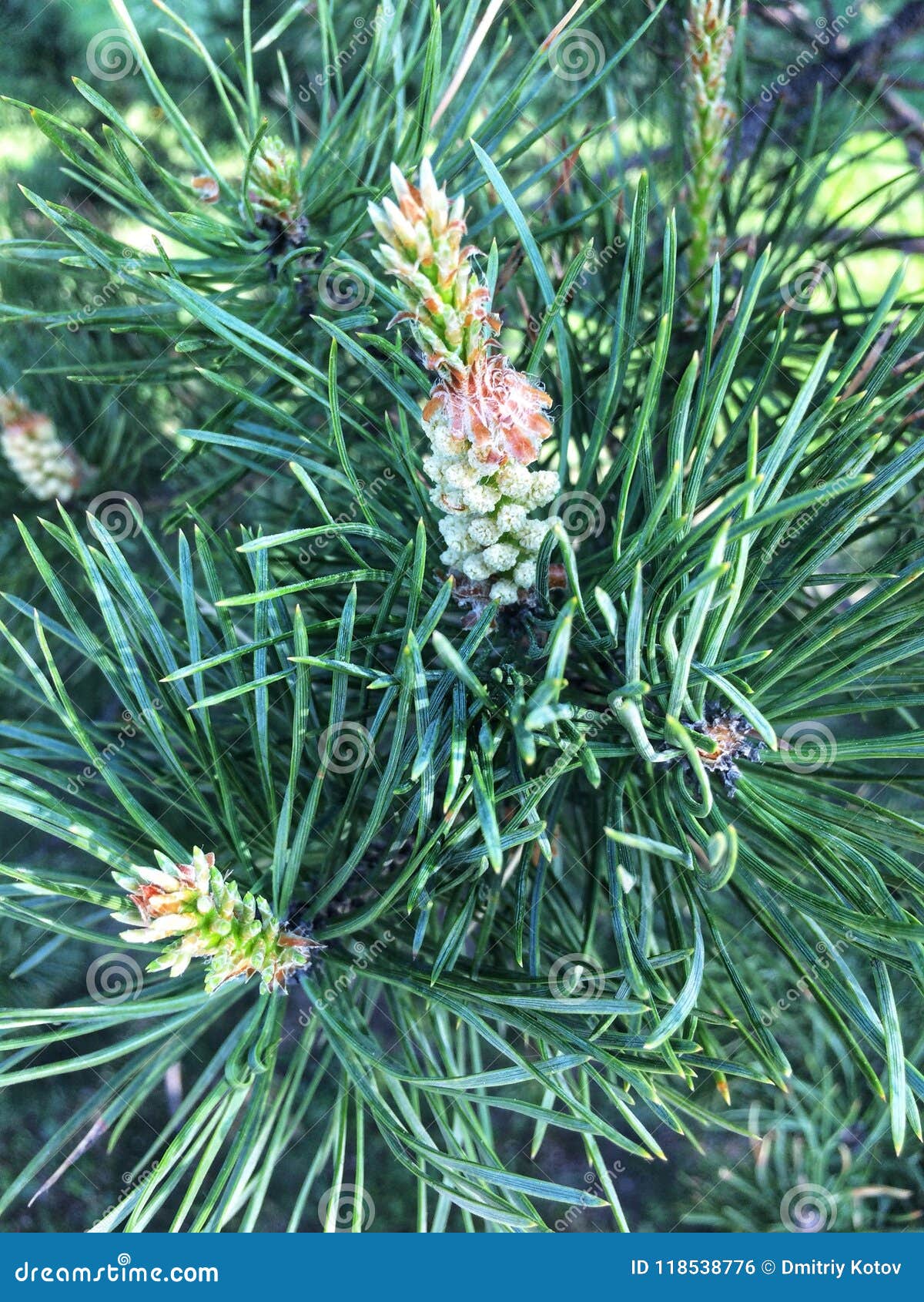 Blossom pine tree stock photo. Image of forest, tree - 118538776
