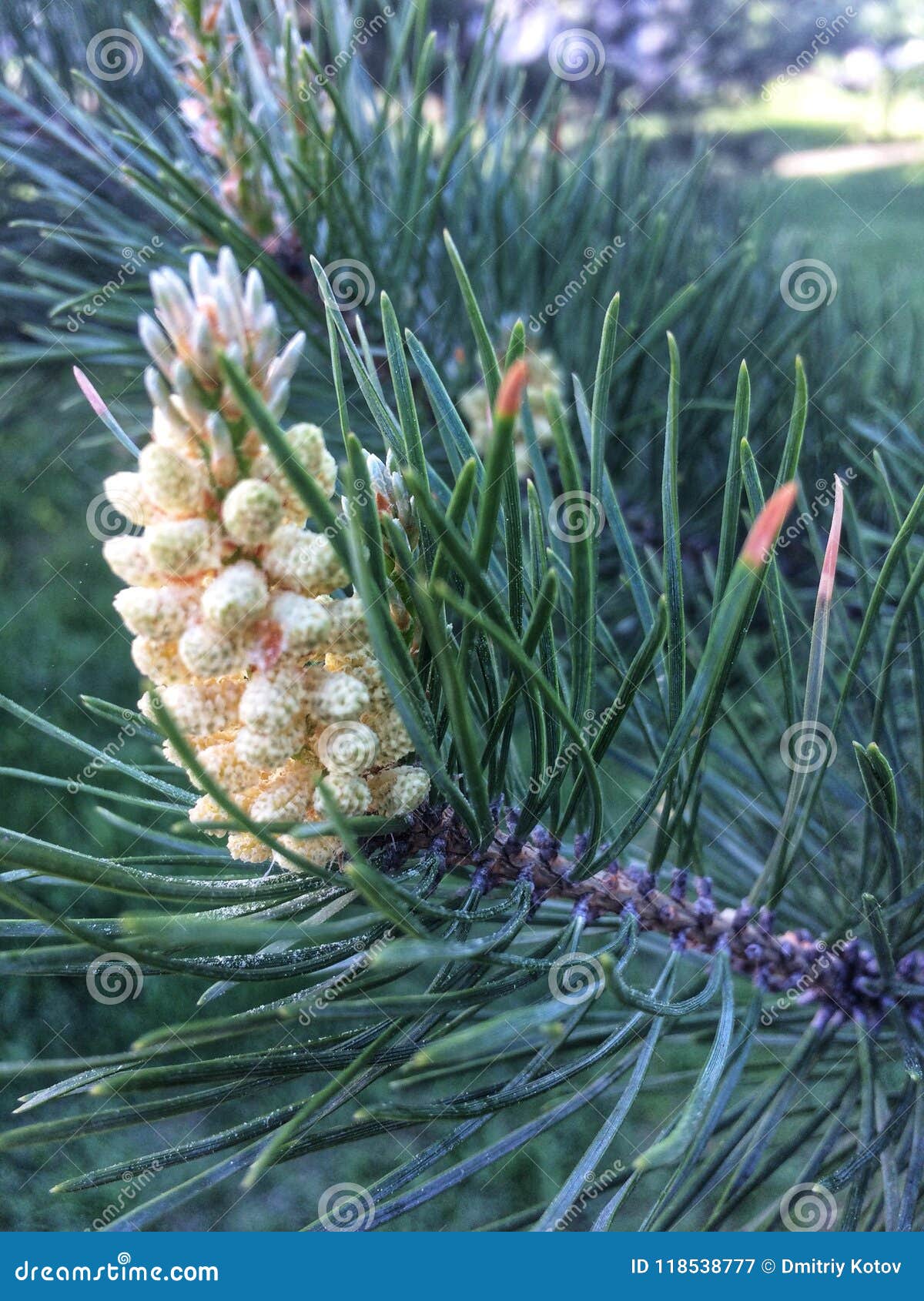 Blossom pine tree stock image. Image of blossom, pine - 118538777