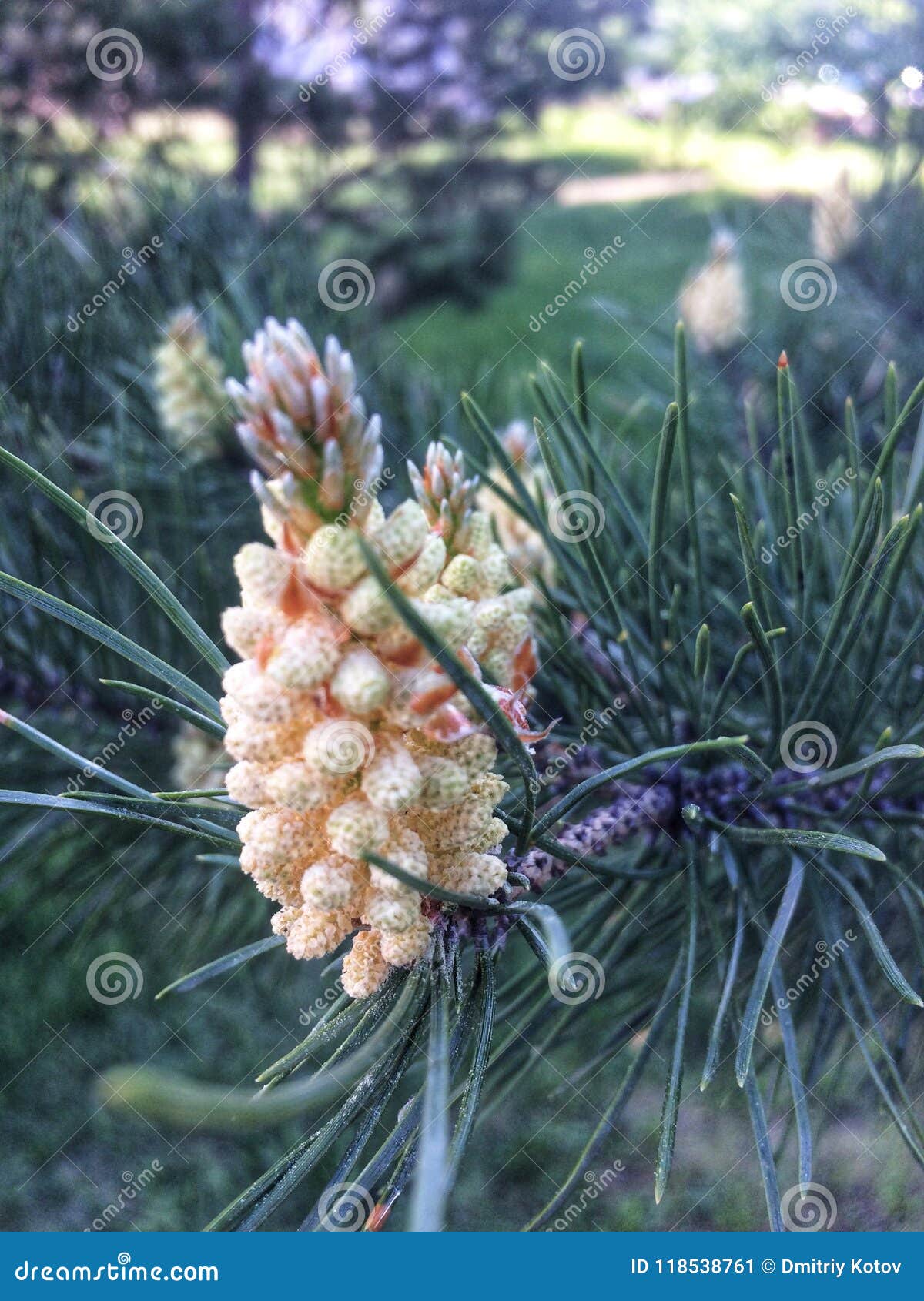 Blossom pine tree stock image. Image of blossom, tree - 118538761