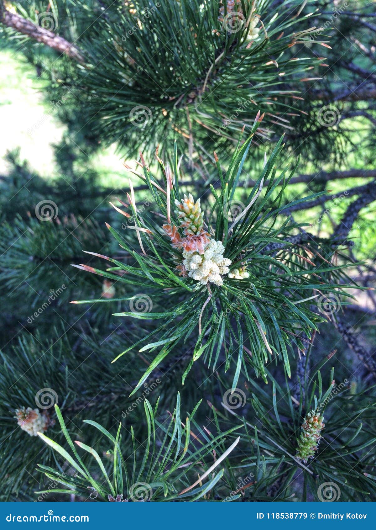 Blossom pine tree stock image. Image of blossom, plants - 118538779