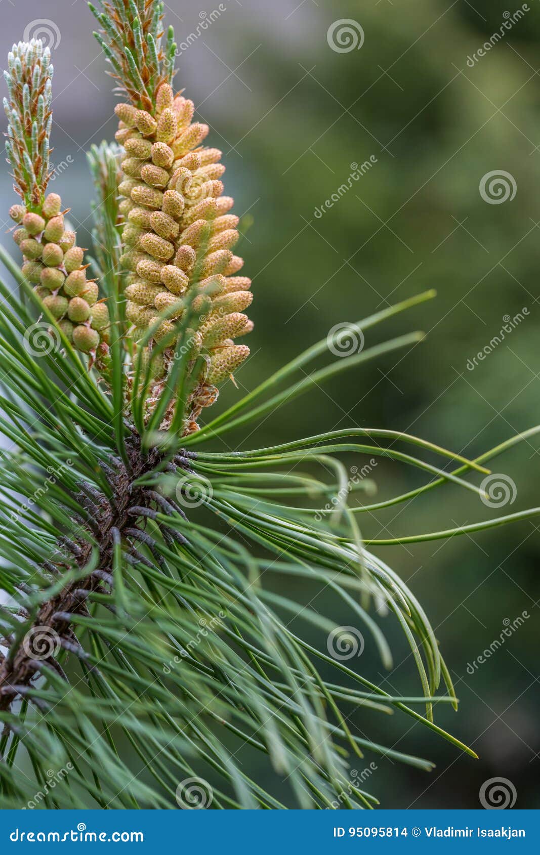 Blossom Pine Tree stock photo. Image of flora, natural - 95095814