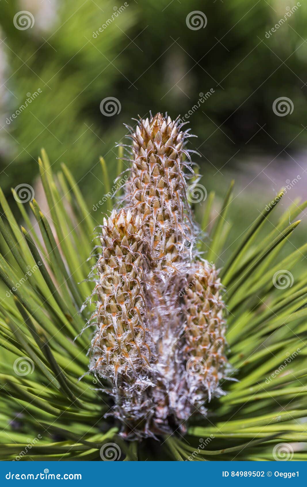 A blossom of a pine tree stock photo. Image of pinecone - 84989502