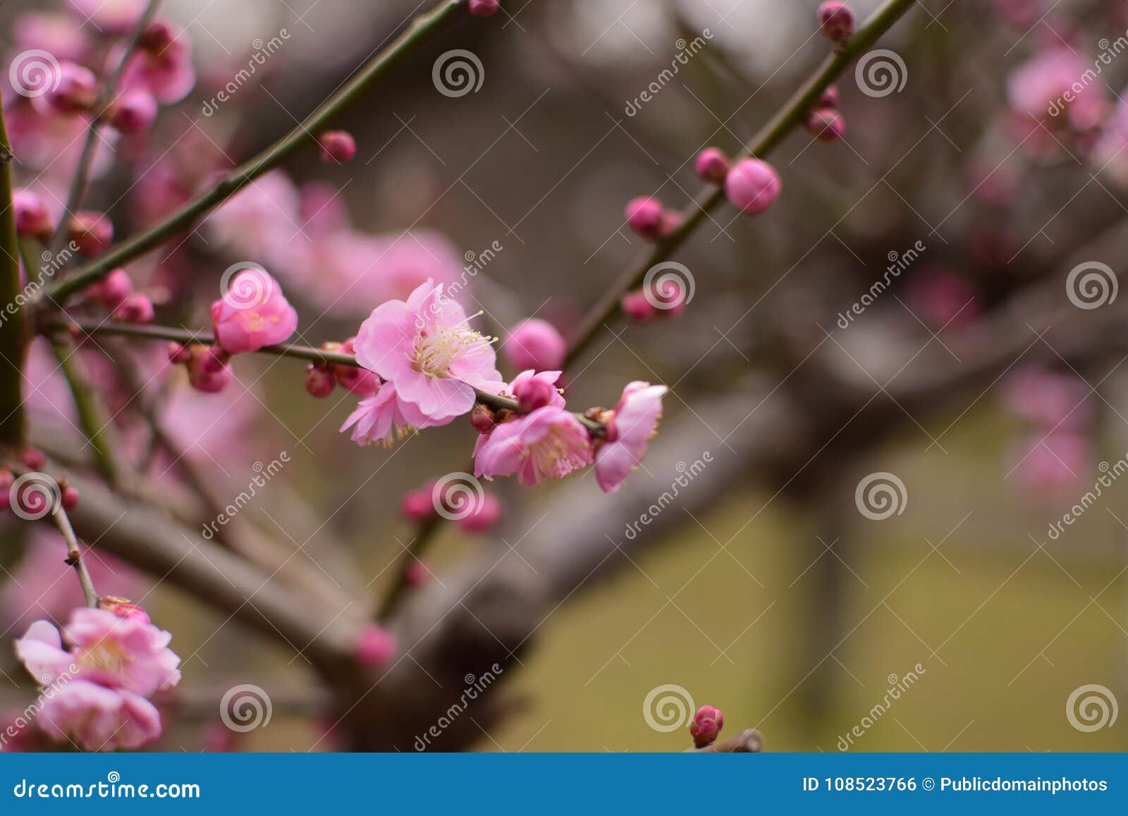 Blossom, Pink, Branch, Spring Picture. Image: 108523766