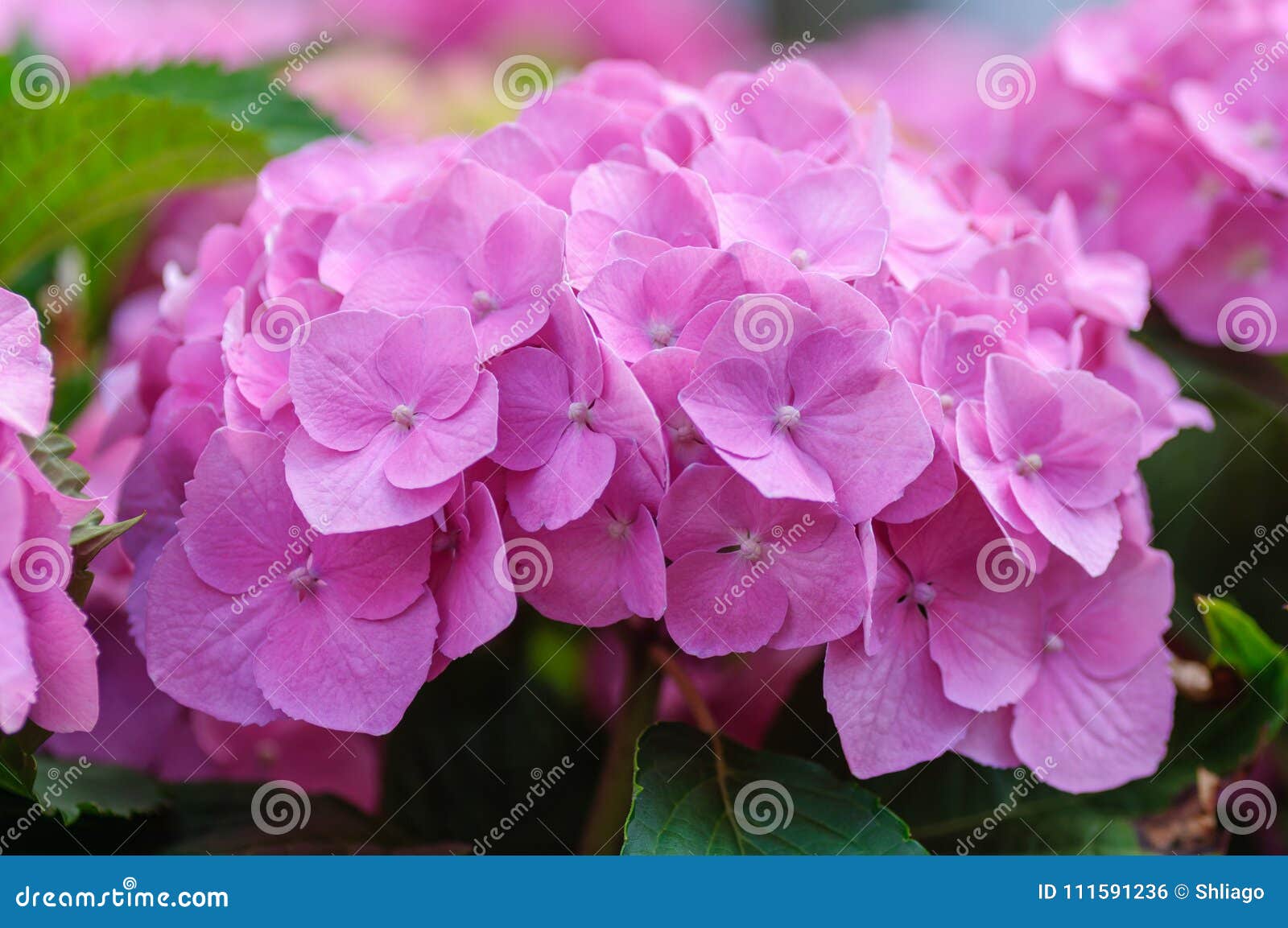 Blossom of Pink Hydrangeas on Natural Background Stock Photo - Image of ...