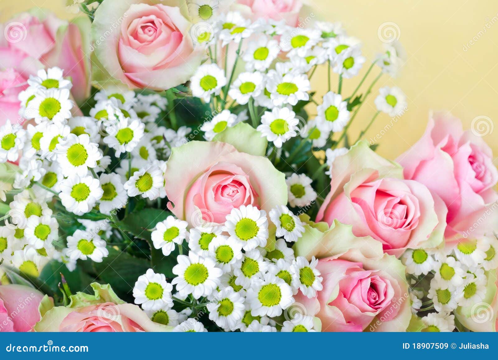 Blossom pink roses stock image. Image of daisy, environment - 18907509